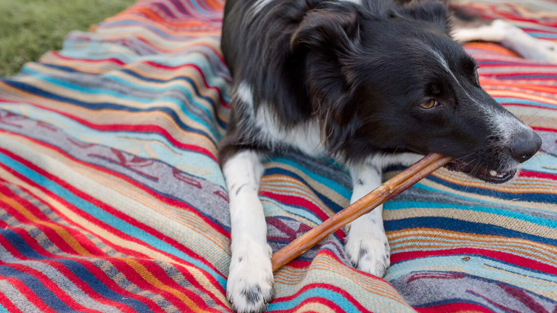 Readers picked Bellingham’s 20 cutest dogs. Vote now | Bellingham Herald