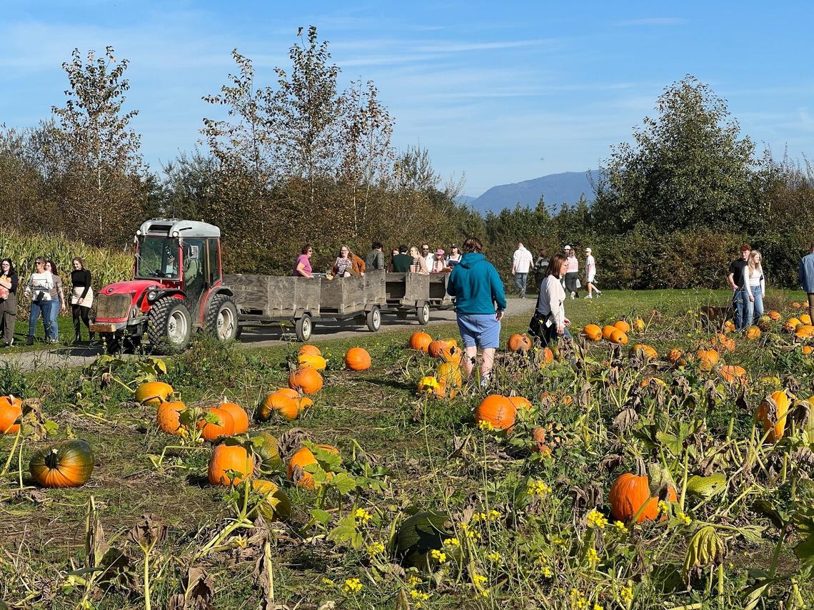 Whatcom County pumpkin patch guide: Hours, tractor rides, apple picking ...