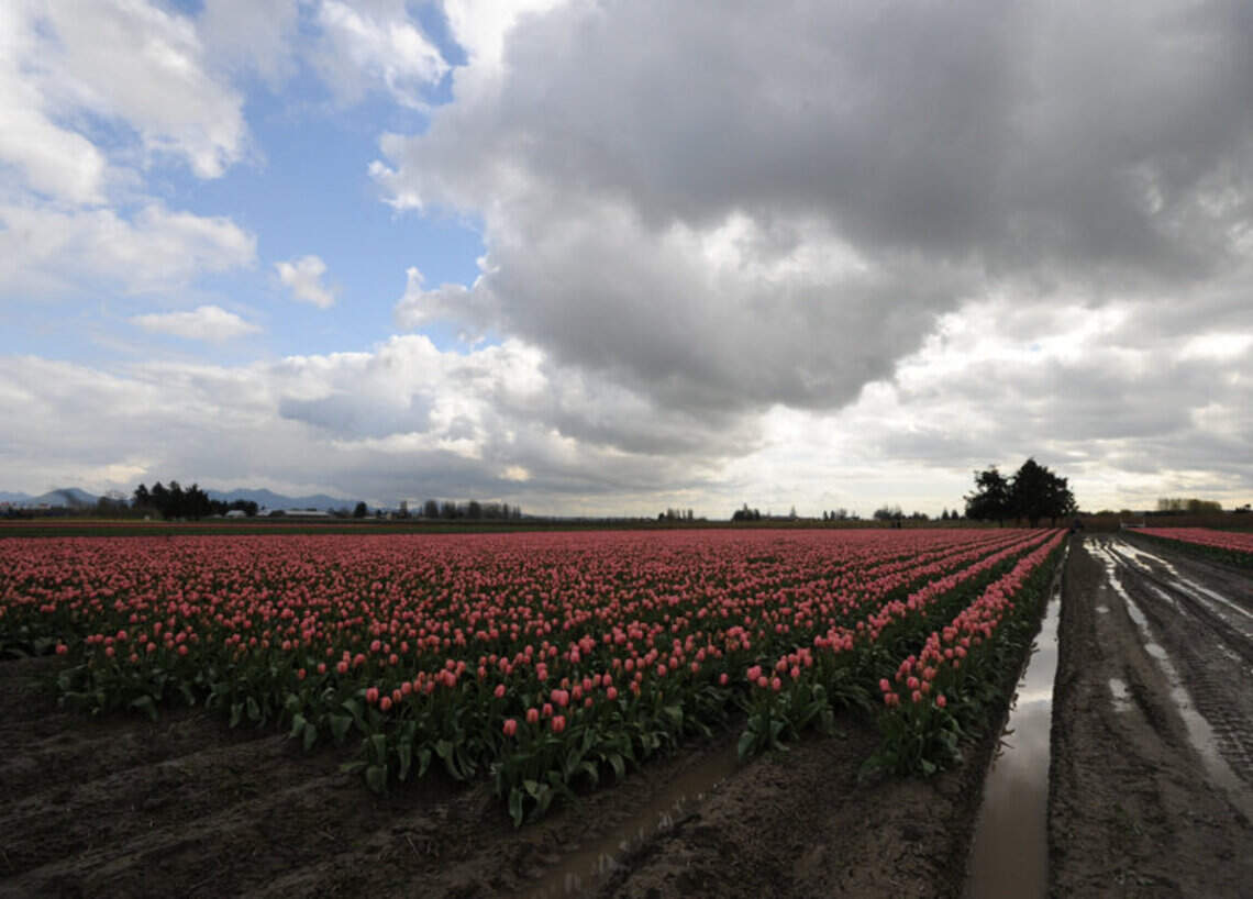 Tulip Town to absorb Skagit Acres experiences in 2026 season ...