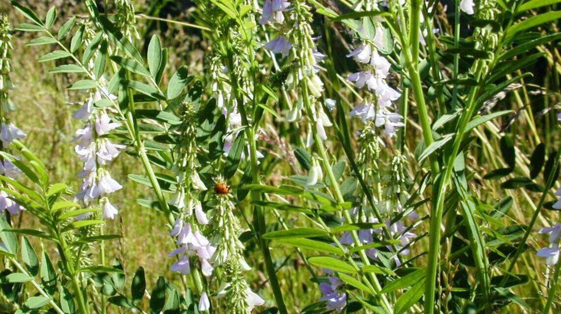 Identify and dispose of toxic weeds in your WA garden, yard | Tacoma ...