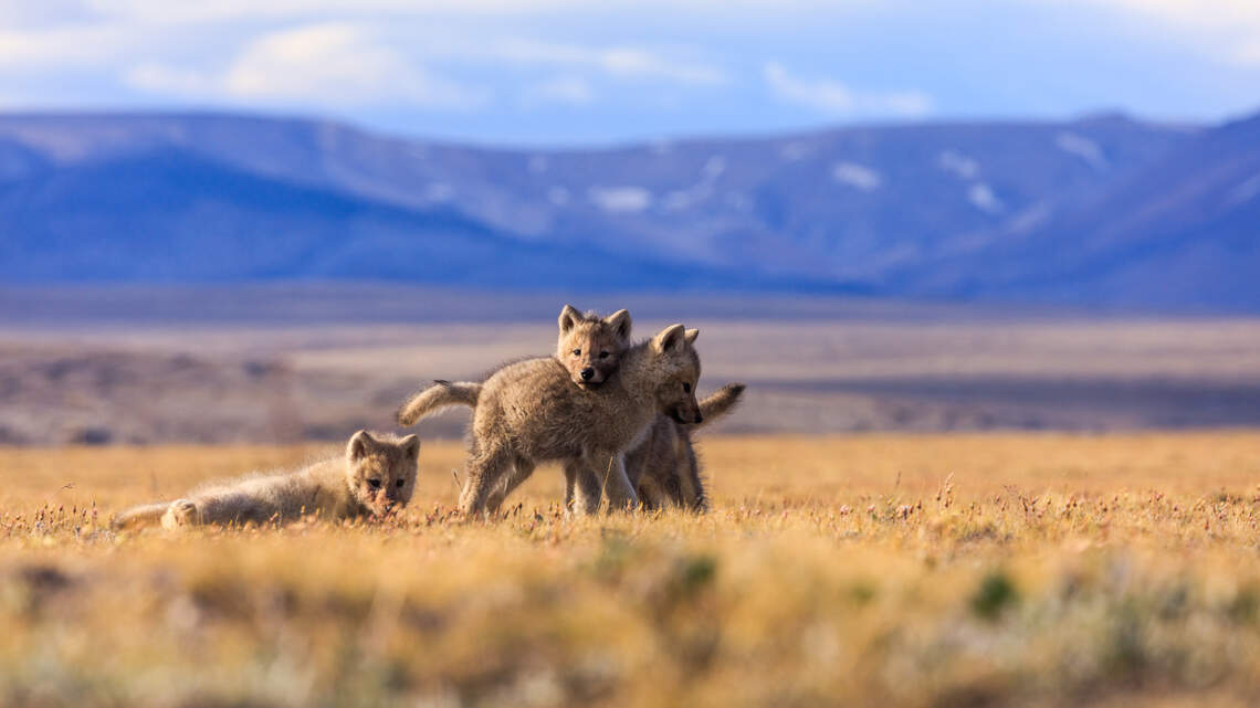 Acclaimed wildlife photographer at Bellingham event Friday | Bellingham ...