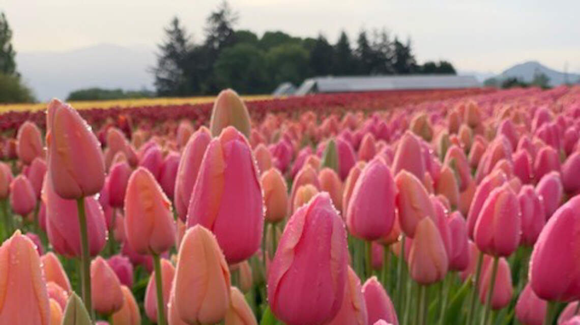 Chilliwack Tulip Festival returns as largest in British Columbia ...