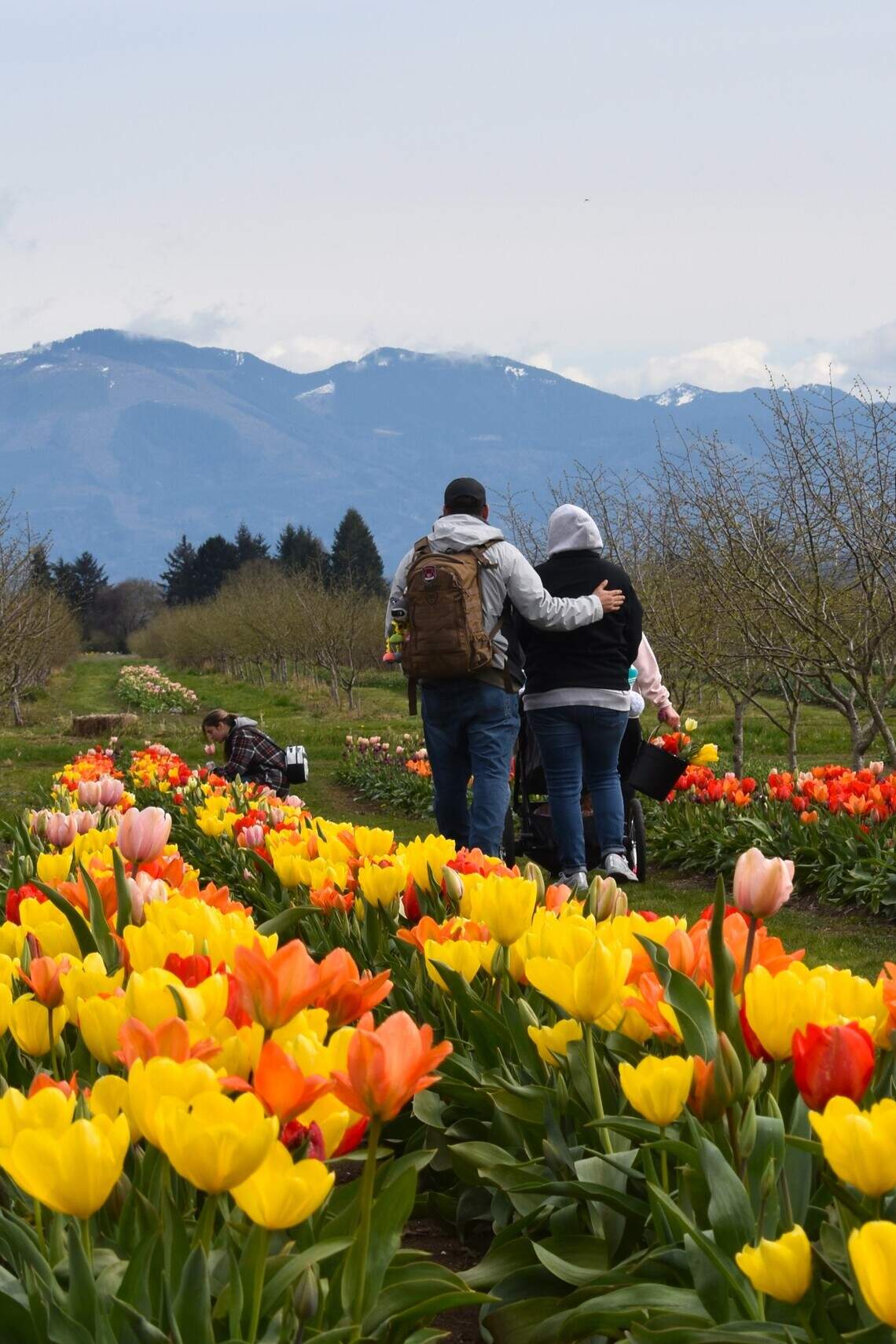 Photos: Opening Weekend at Tulip Valley Farms | Bellingham Herald