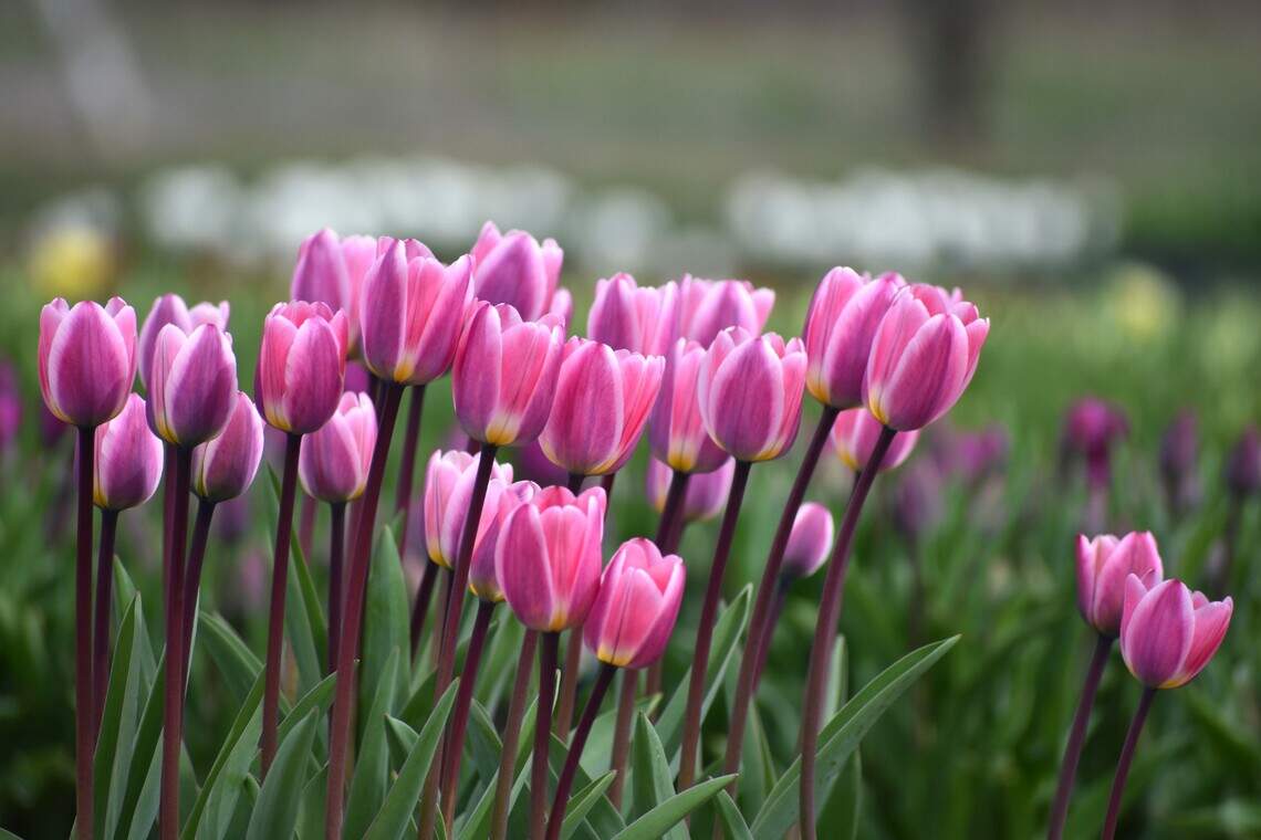 Photos: Opening Weekend at Tulip Valley Farms | Bellingham Herald