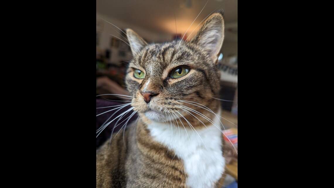 Winner of Bellingham WA cutest cat contest 2025: See photo | Bellingham ...